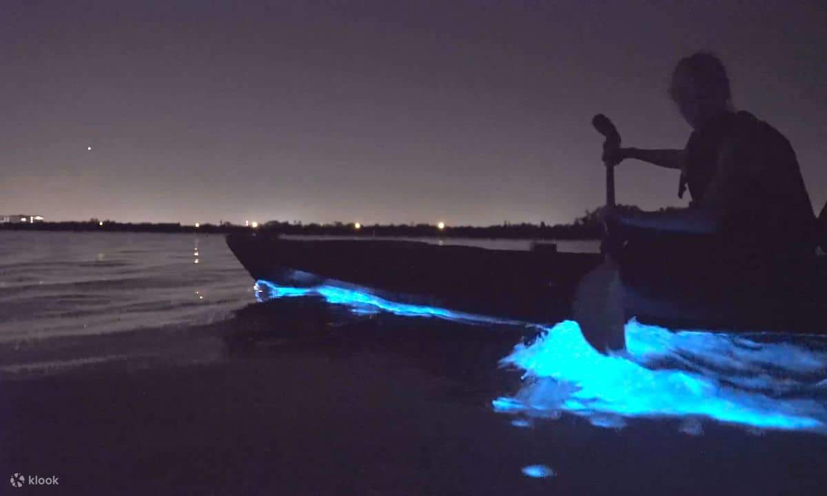 Auckland Bioluminescence Kayak Tour - Klook