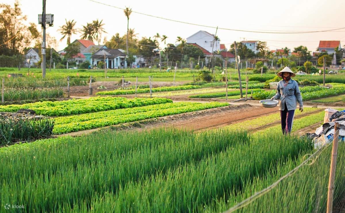 Half-day Countryside Adventure by Electric Scooter from Hoi An - Klook
