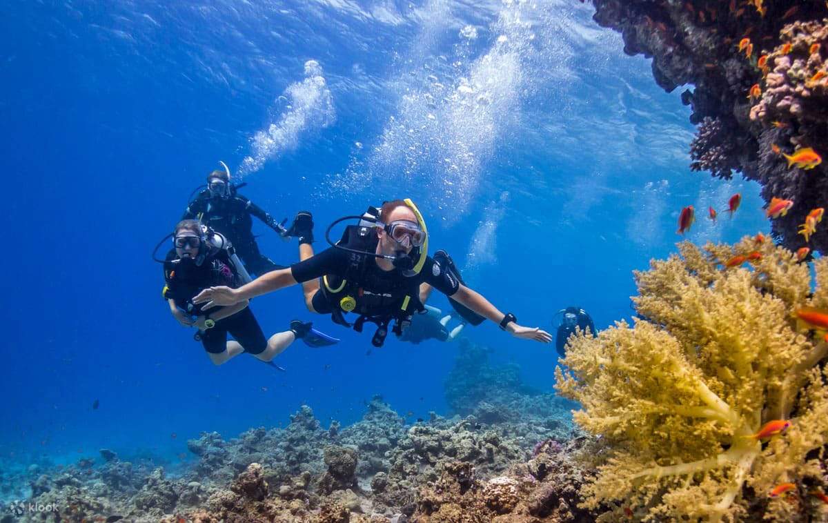 Full-Day Dive Trip in Hurghada with PADI 5 Star IDC | Explore the Underwater World - Klook India