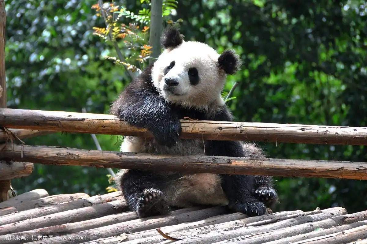 Chengdu Panda Base Private Half-Day Tour - Klook United Kingdom