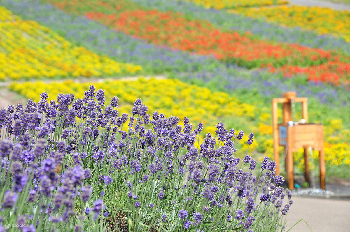 Harada Farm Fruit Picking & Fukiware Falls & Tambara Lavender Park ...