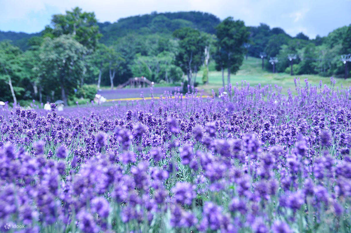 Harada Farm Fruit Picking & Fukiware Falls & Tambara Lavender Park ...
