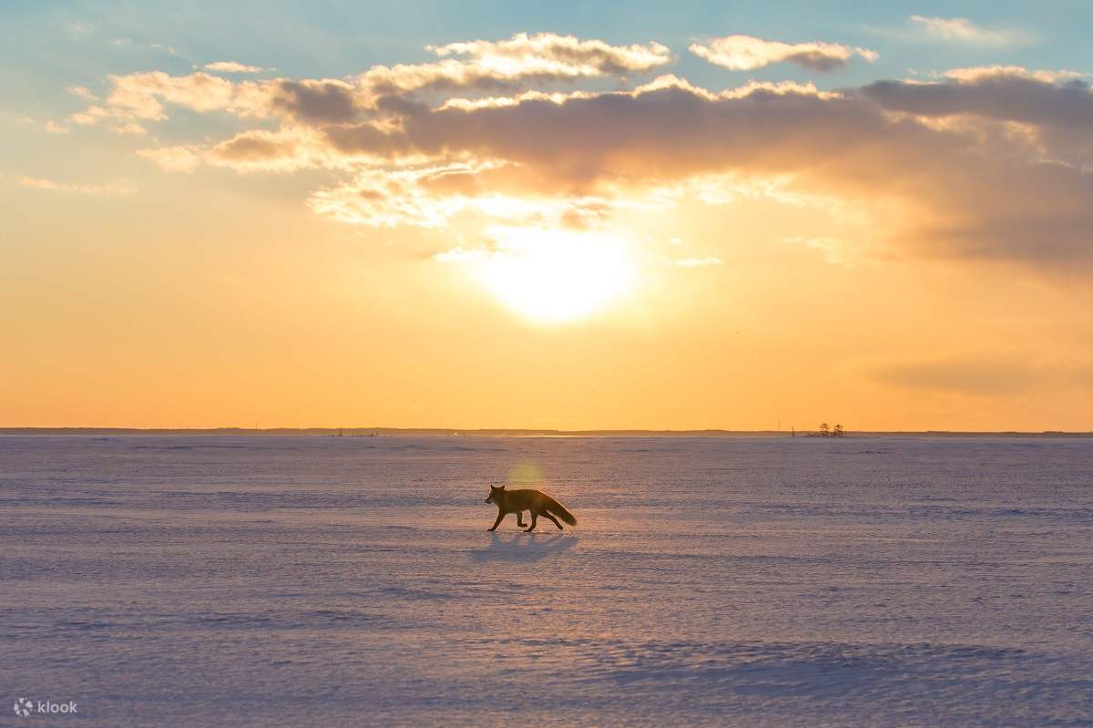 Ice Horizon Walk: Frozen Sea Adventure of Notsuke Peninsula - Klook ...