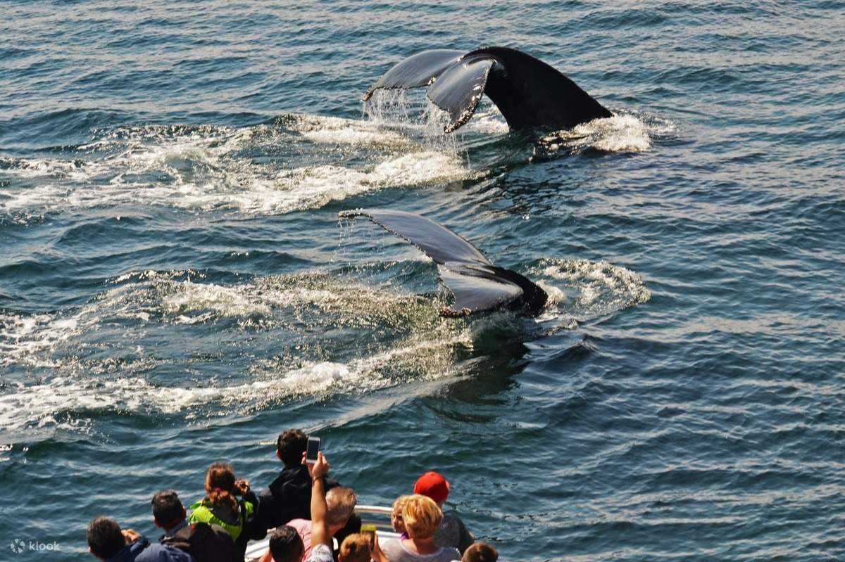 Whale Watching Catamaran Cruise in Boston - Klook Estados Unidos