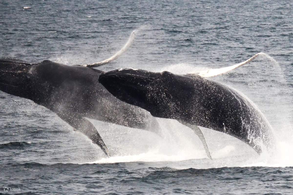 Whale Watching Catamaran Cruise in Boston - Klook Estados Unidos