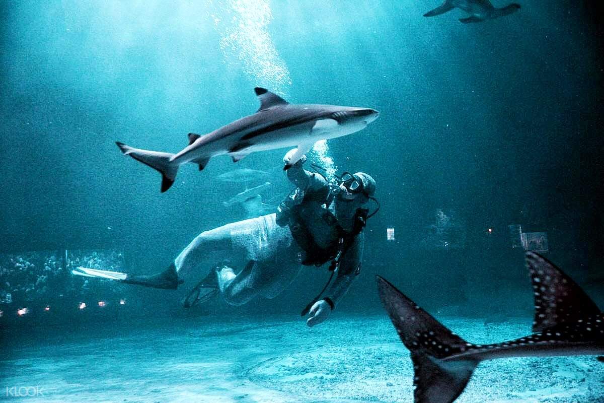 Sea World Ancol Ticket in Jakarta (Skip-the-Line) - Klook Philippines