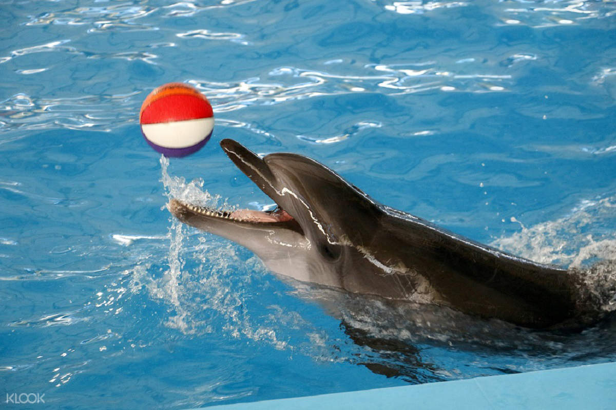 [SALE] Tickets for the Phuket Dolphin Show - Ticket KD