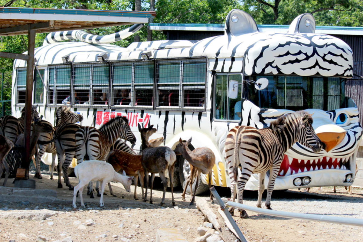 Up to 10% Off | Book for the tickets to Nasu Safari Park on KLOOK and ...