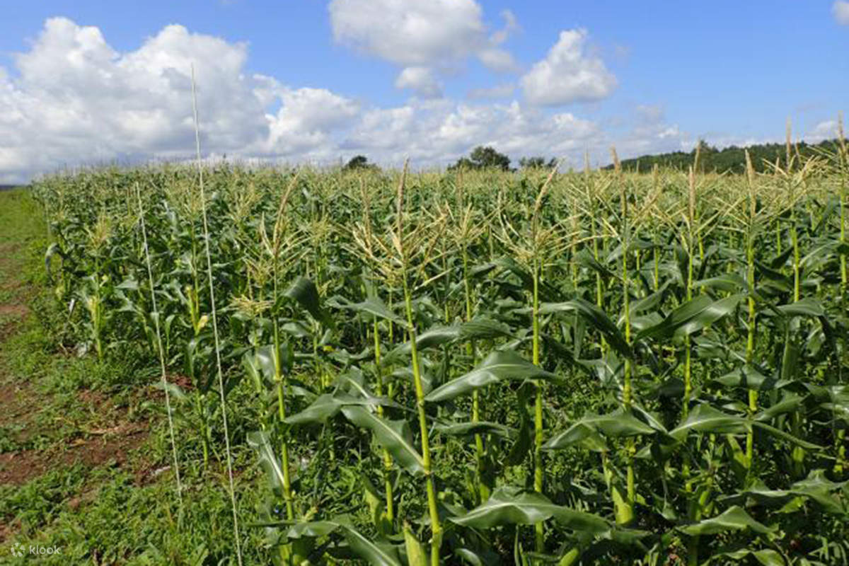 Corn-Picking Experience Half Day Car Tour from Sapporo - Klook Australia