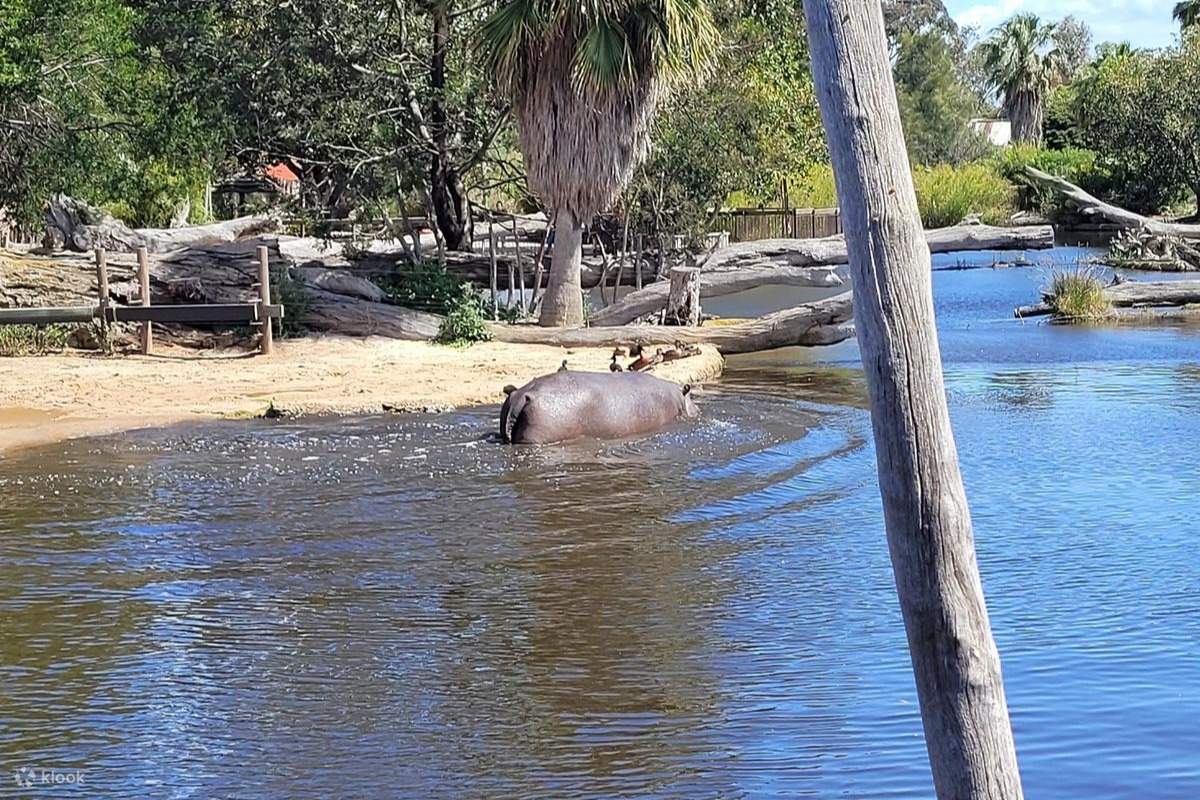 Werribee Open Range Zoo Ticket in Melbourne - Klook Malaysia