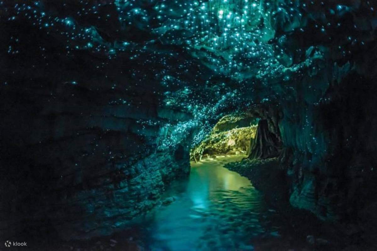 Auckland to Rotorua Tour via Waitomo Caves - Klook