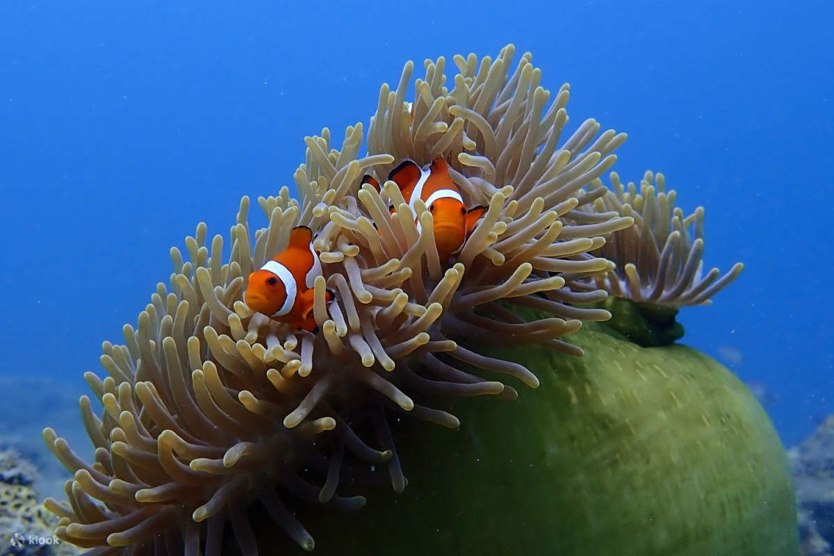 Experience Santorini in Batangas: Camp Netanya Day Pass - Klook Philippines