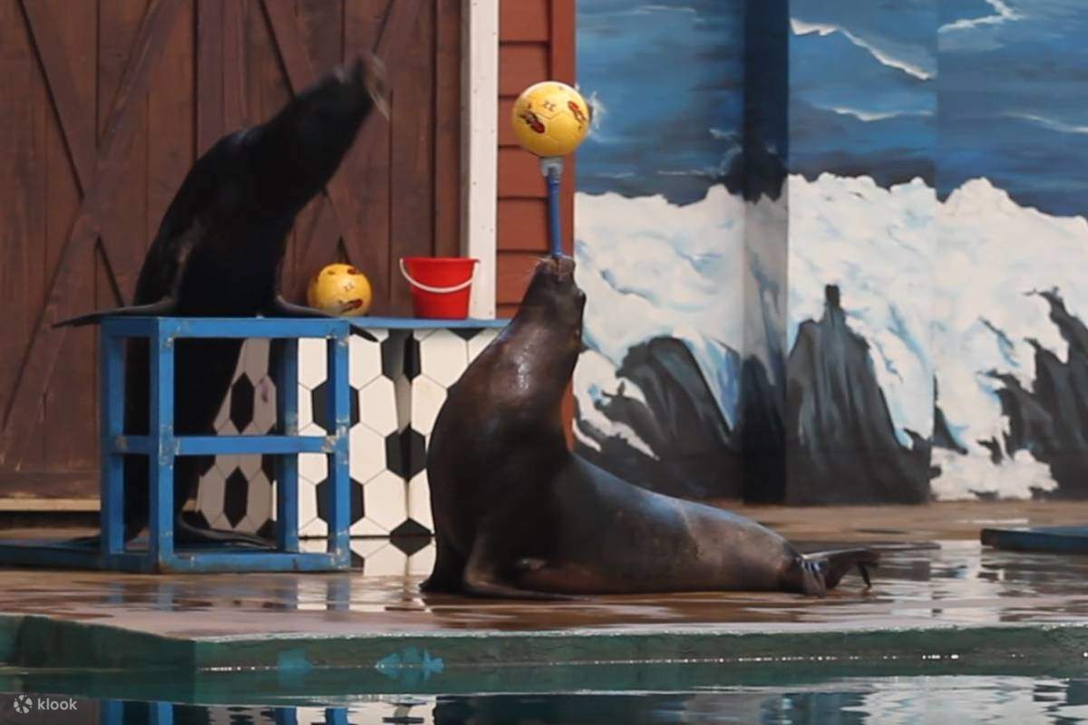 Qujiang Ocean Polar Park - Klook United States