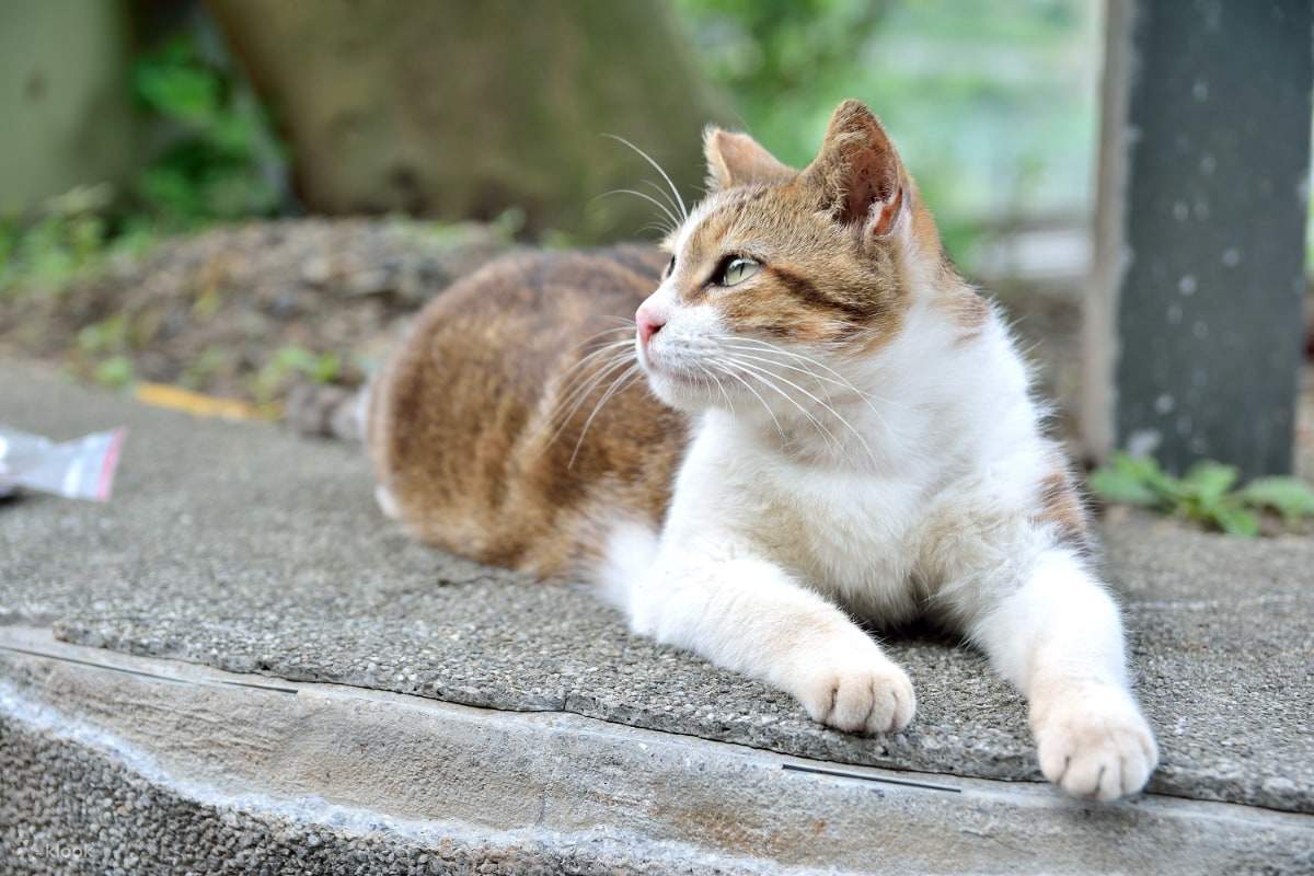 Houtong Cat Village & Jiufen Food and Tea Tasting Tour from Taipei - Klook