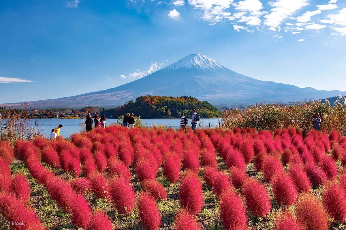Tour di un giorno del Parco del Monte Fuji Oishi x Oshino Hakkai x ...