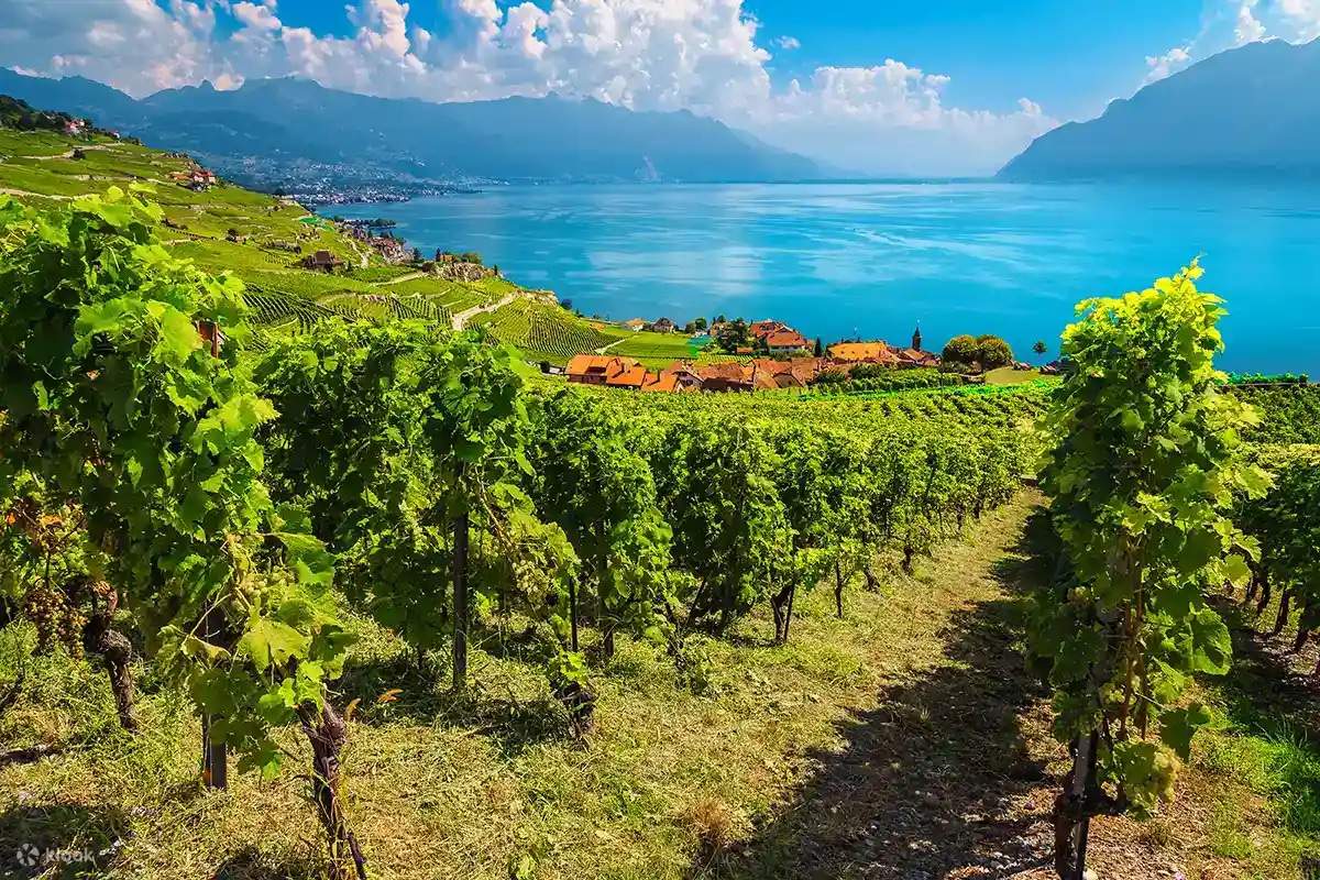 Swiss Wine Tasting in Lavaux Vineyards from Zurich - Klook