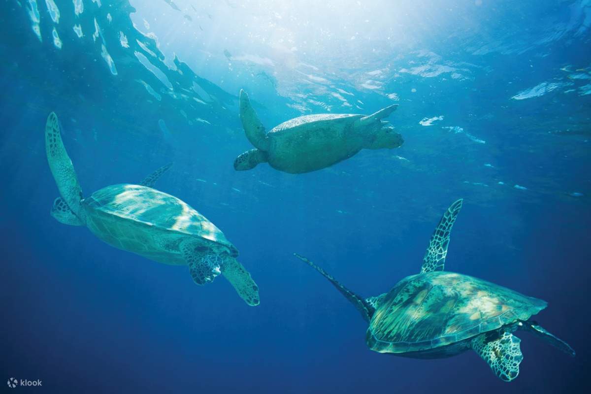 Oahu Snorkeling and Turtle Watching Half Day Tour - Klook India