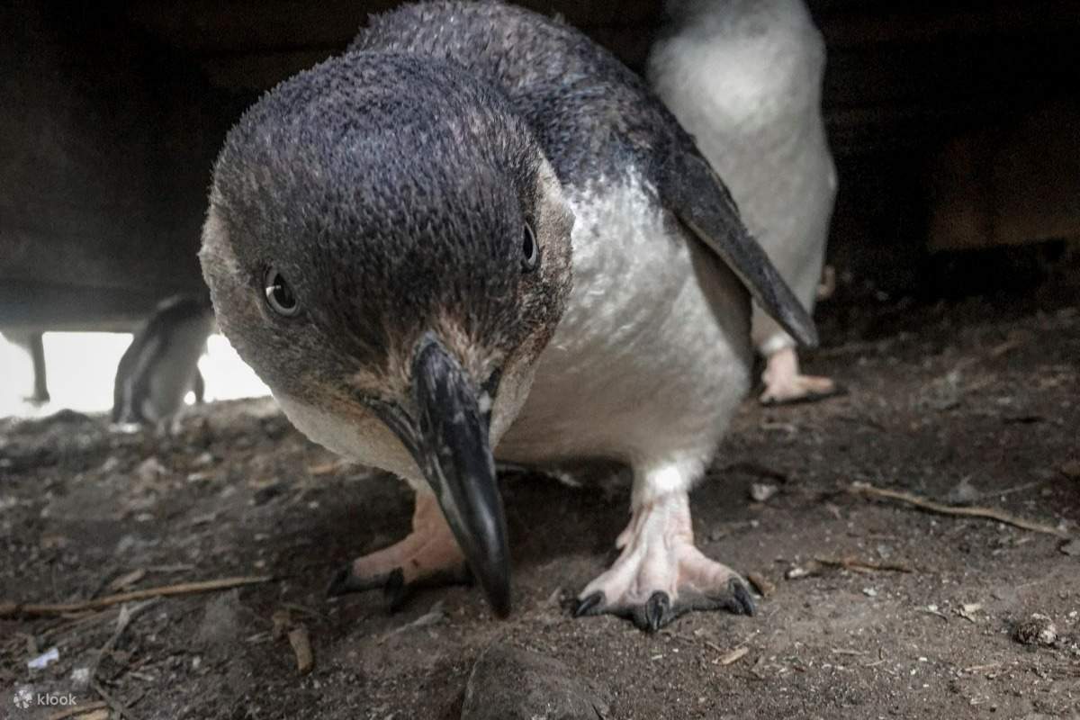 Lawatan Penguin Parade dan Kangaroo Feeding di Pulau Phillip - Klook ...