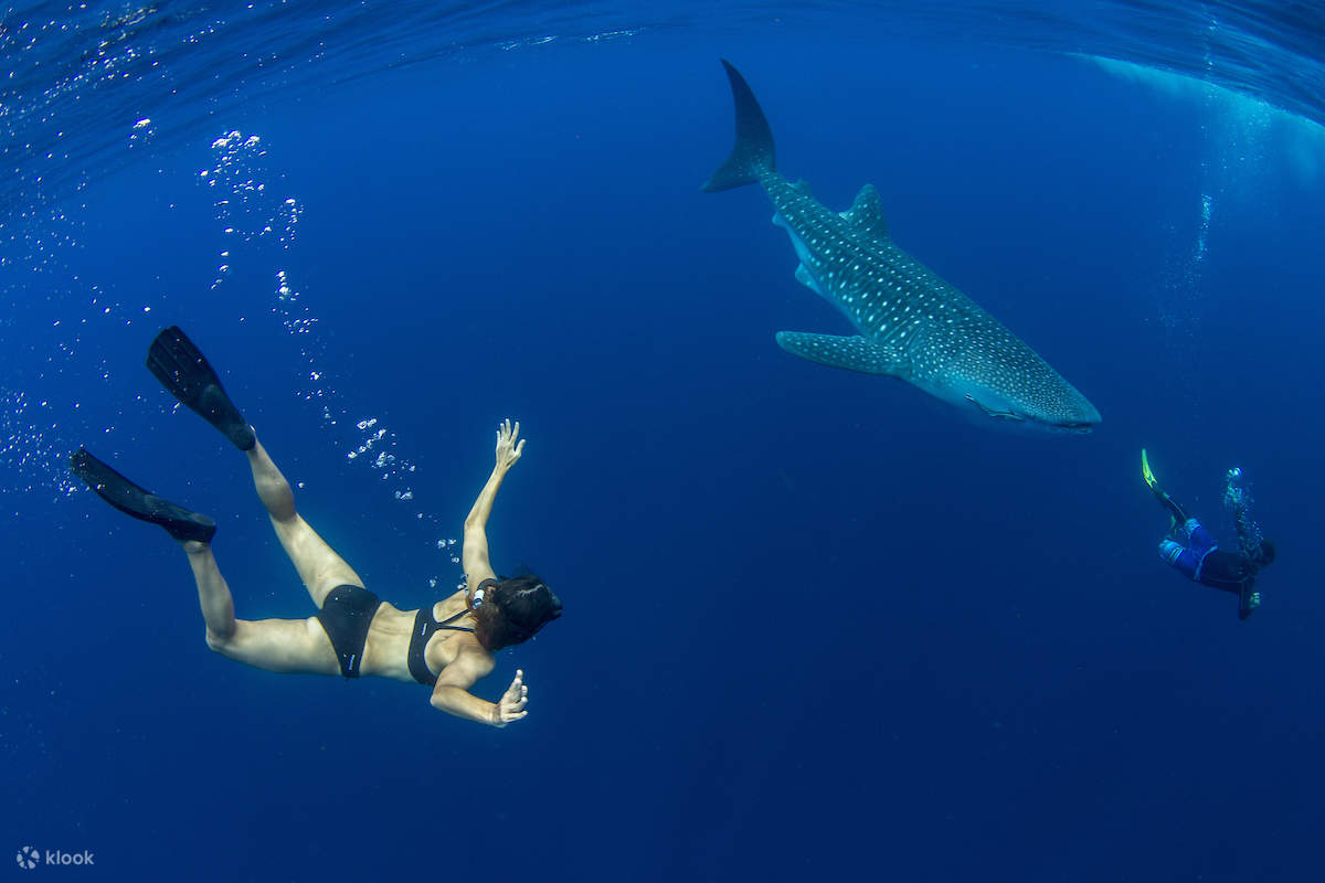 Whale Shark Watching in Puerto Princesa - Klook