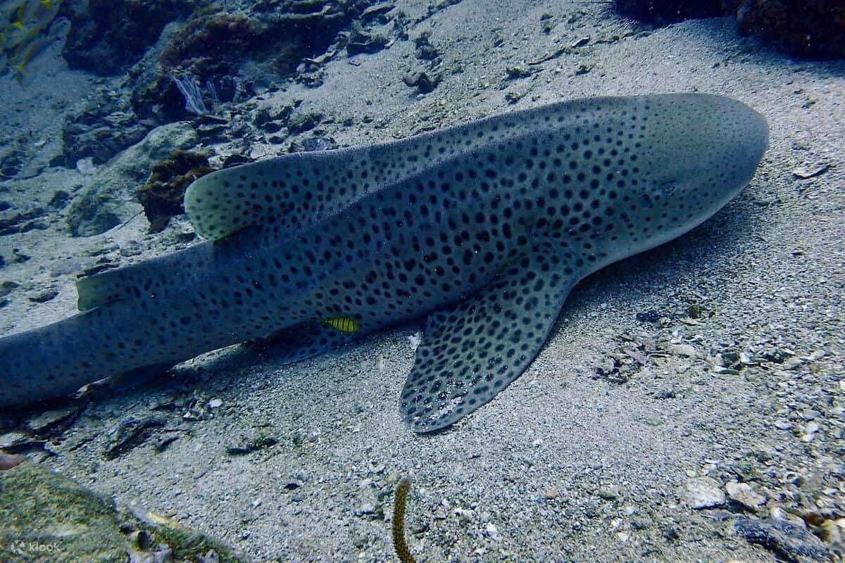 Best 3 Day Boat Dive Package in Phuket | PADI 5 Star Dive Center ...