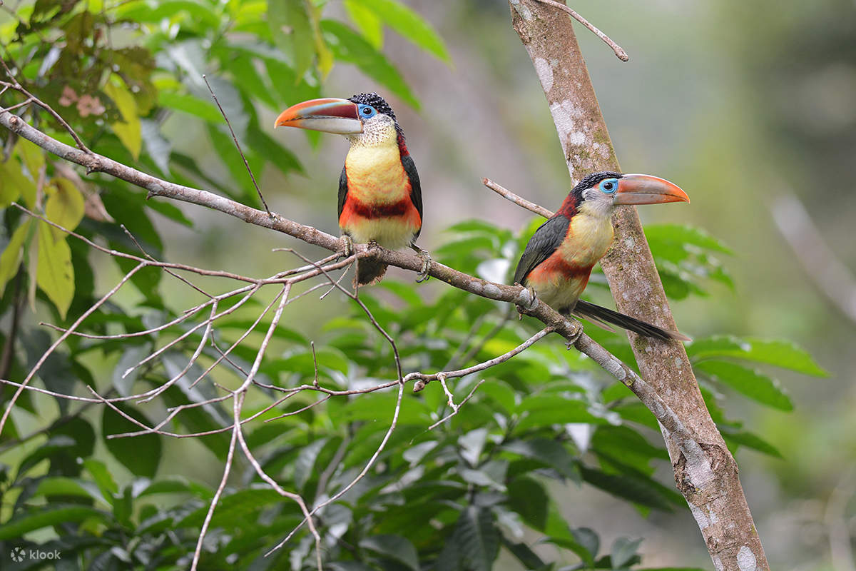 Immerse Yourself in Nature: 6-Day Tambopata Macaw Clay Lick Adventure ...