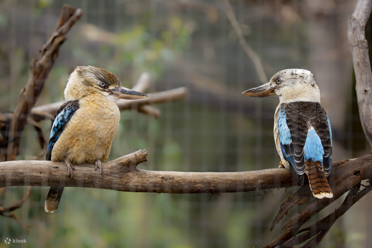 Melbourne Zoo Australian Wildlife Tour - Klook United States