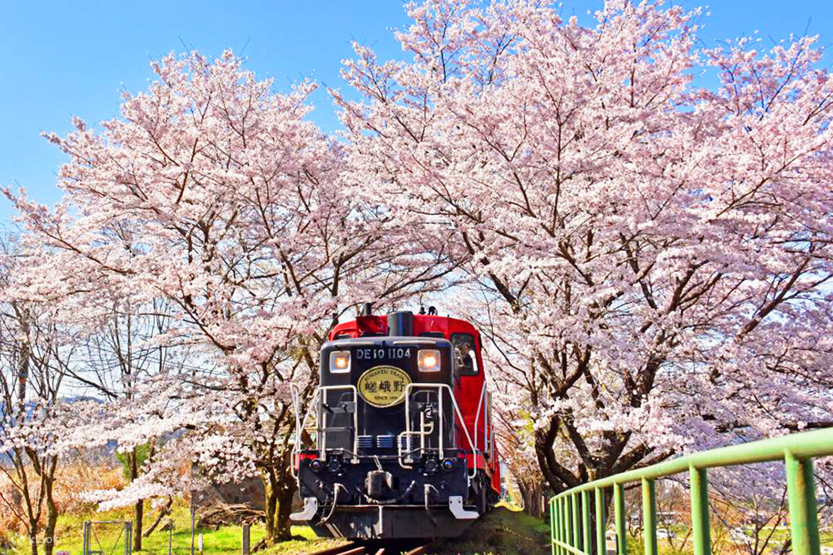 Kyoto Kinkaku-ji Temple & Spring Cherry Blossom Illumination Arashiyama ...