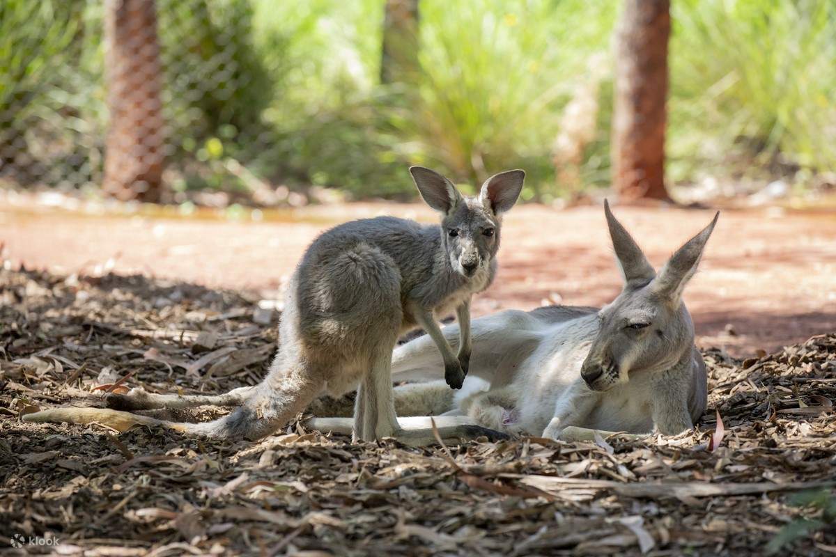 Healesville Sanctuary and Kangaroo Close Up Encounter Ticket (Direct ...