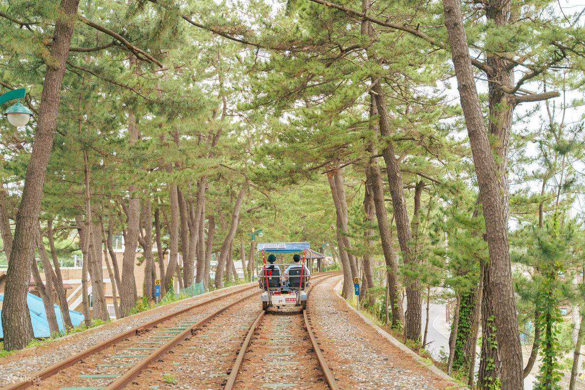 Samcheok Maengbang Canola Flower&Ocean rail bike+Donghae Day Tour - Klook