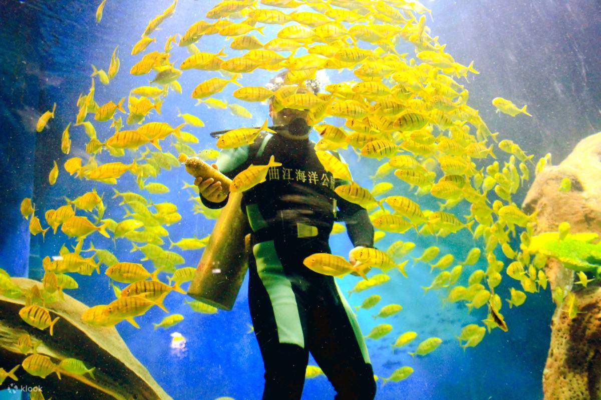 Qujiang Ocean Polar Park - Klook Philippines