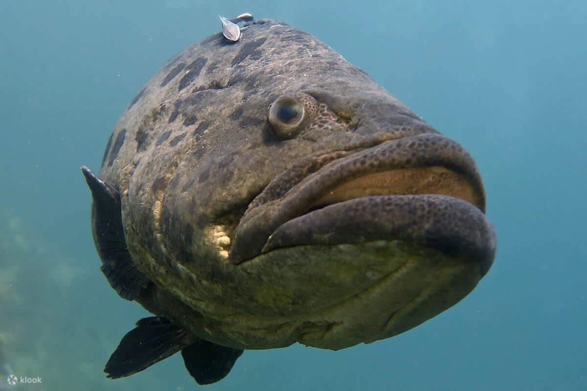 Best 3 Day Boat Dive Package in Phuket | PADI 5 Star Dive Center ...