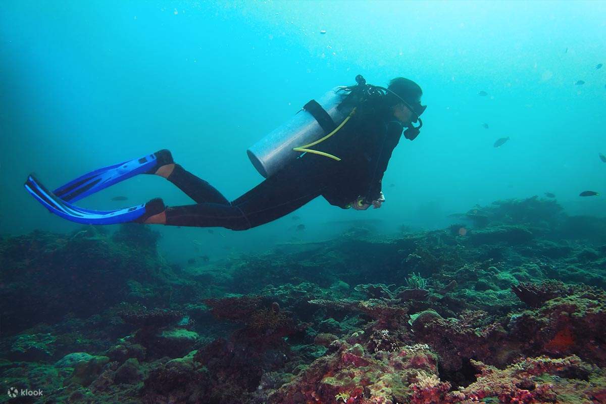 Découvrez la plongée sous-marine : certification Open Water à Kota ...