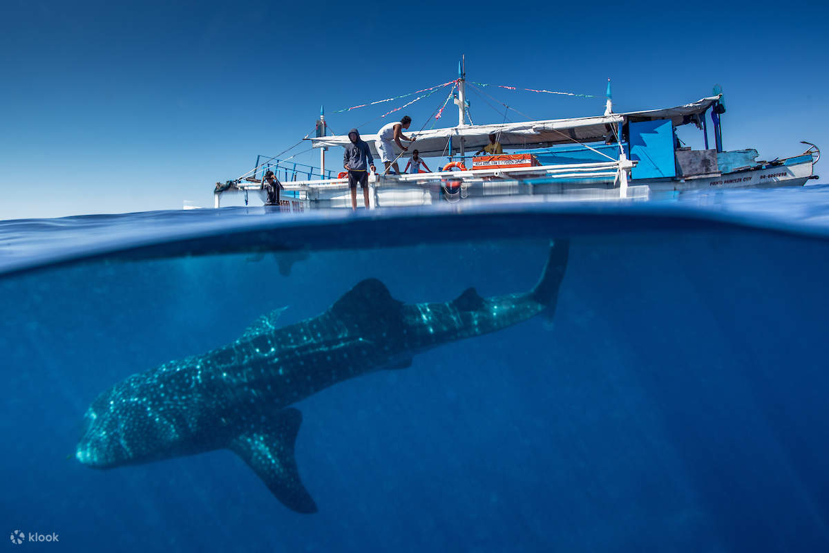Whale Shark Watching in Puerto Princesa - Klook