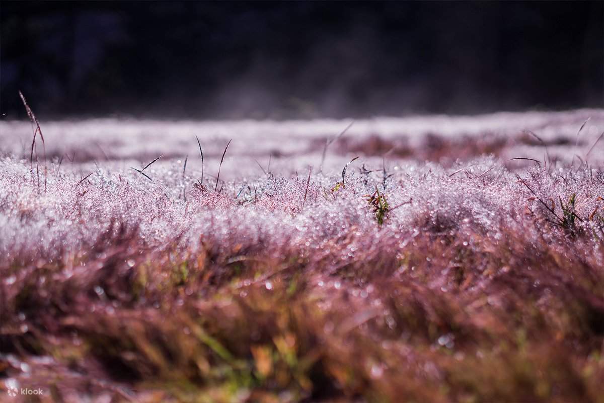 Dalat Pink Grass Hill and Snow Grass Hill Day Tour - Klook United States