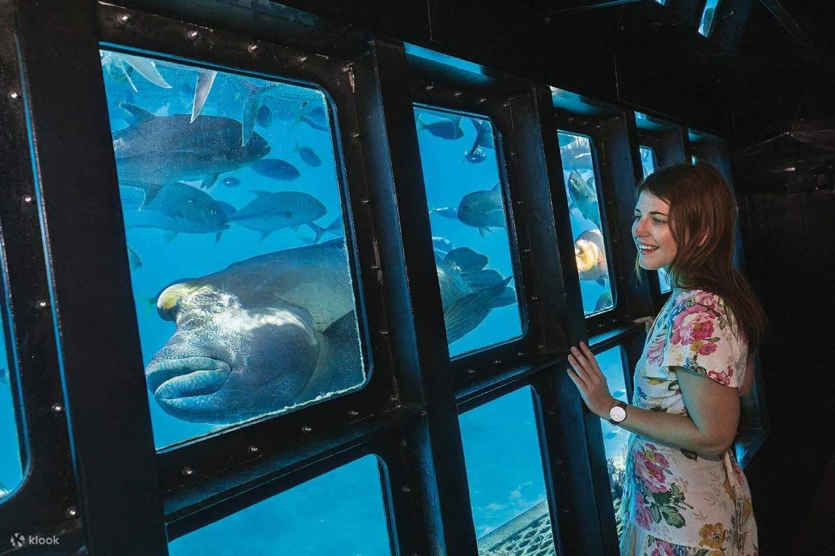 Fitzroy Island and Moore Reef Full Day Great Barrier Reef Cruise from ...