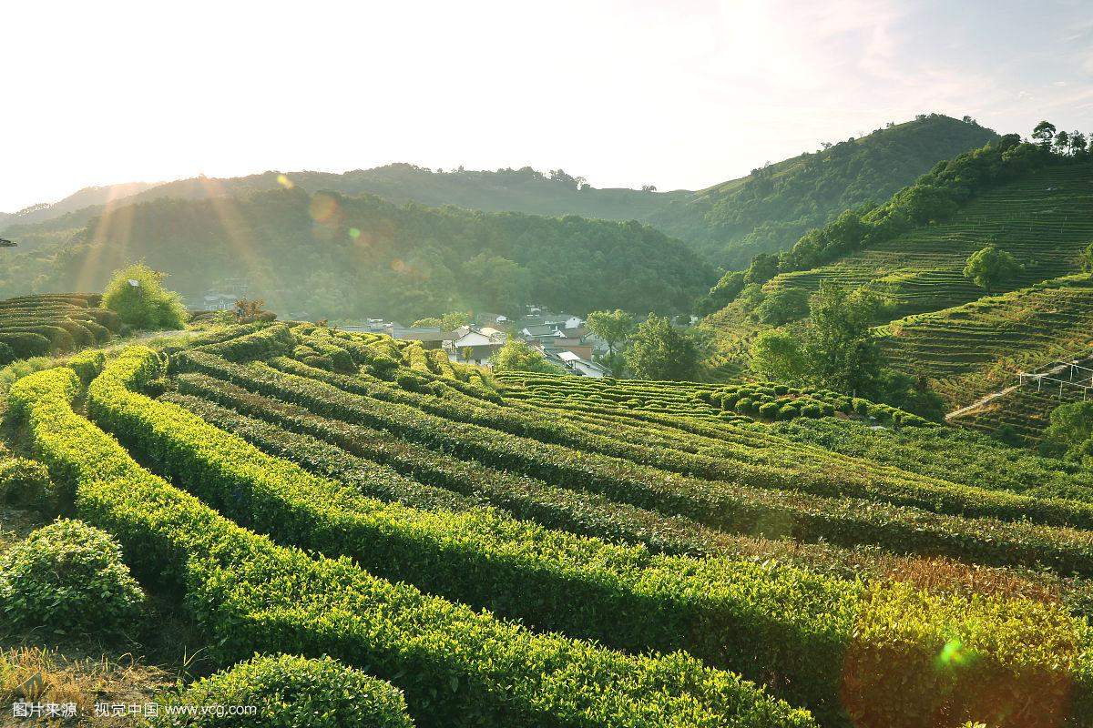 Hangzhou Longjing Tea Fields Meijiawu Village Tea Culture Private Group ...