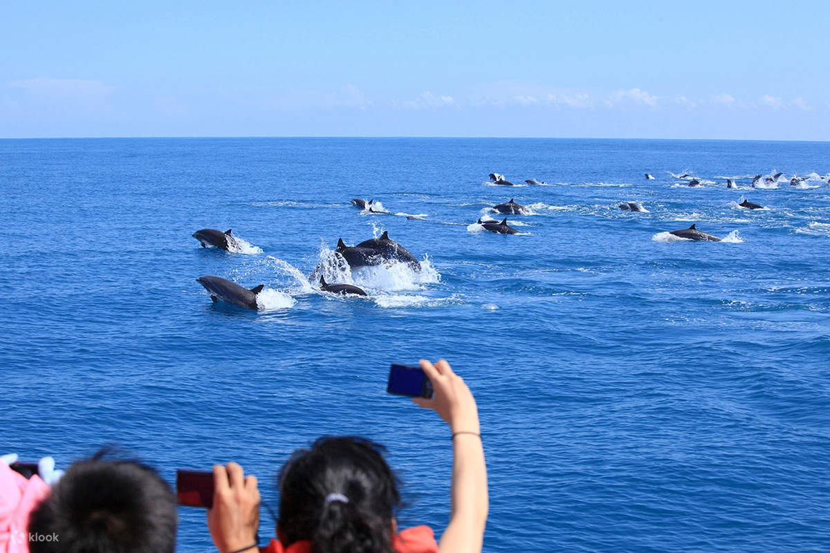 Hualien: Whale World Whale Watching Ecological Tour (Additional New ...