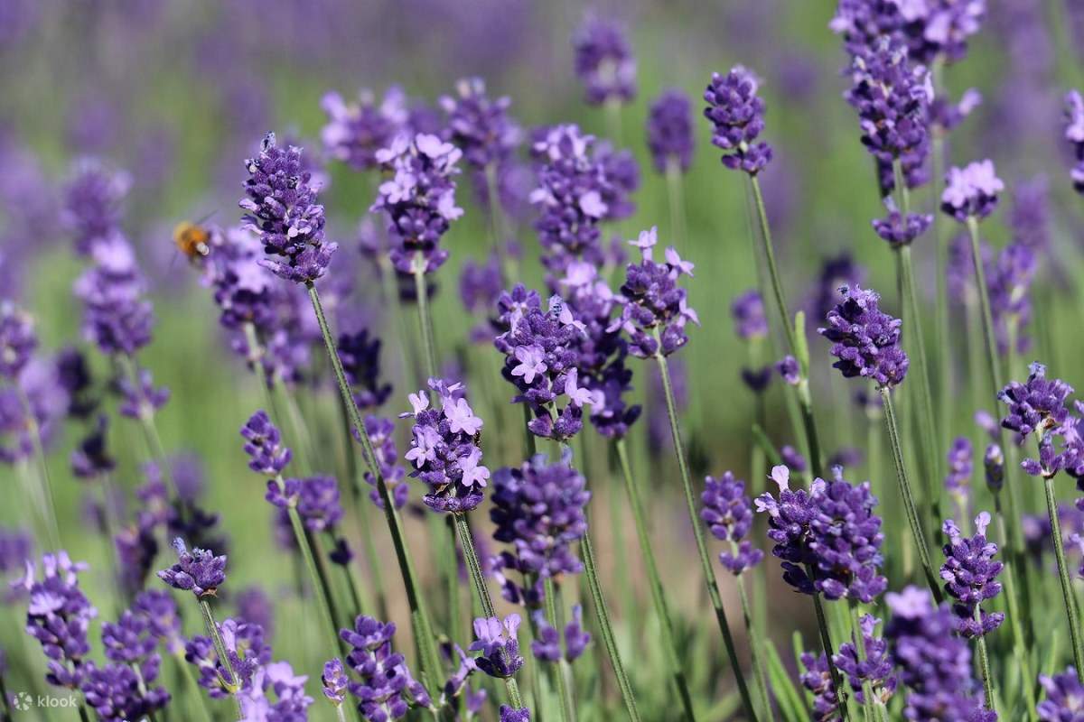 Gunma Lavender Park, Peach Picking & Sano Outlets Tour from Tokyo ...