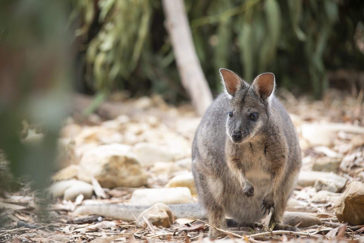 Werribee Zoo Australian Animals Close-Up Encounters Experience with ...