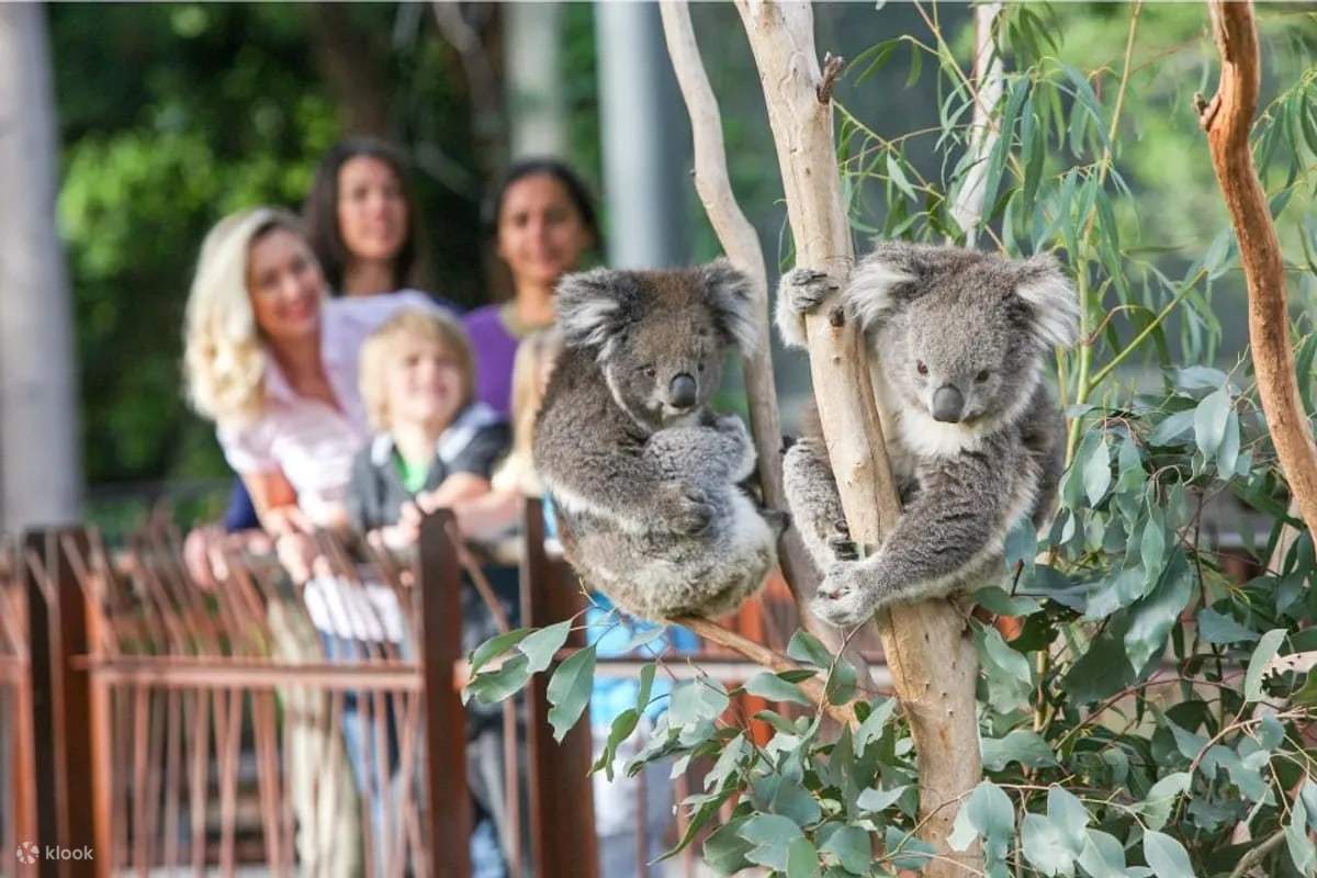 Koala Experience at Melbourne Zoo - Klook Australia