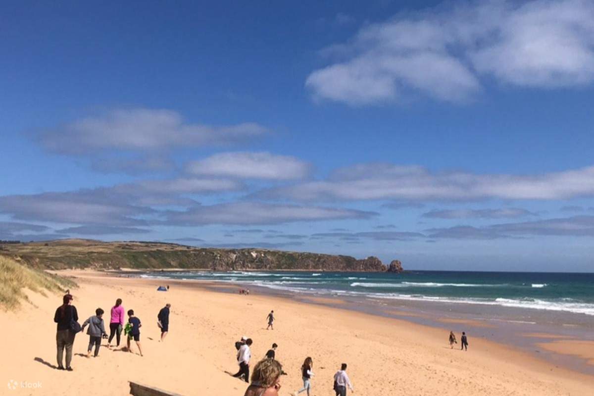 Penguin Parade Phillip Island Tour from Melbourne - Klook United States