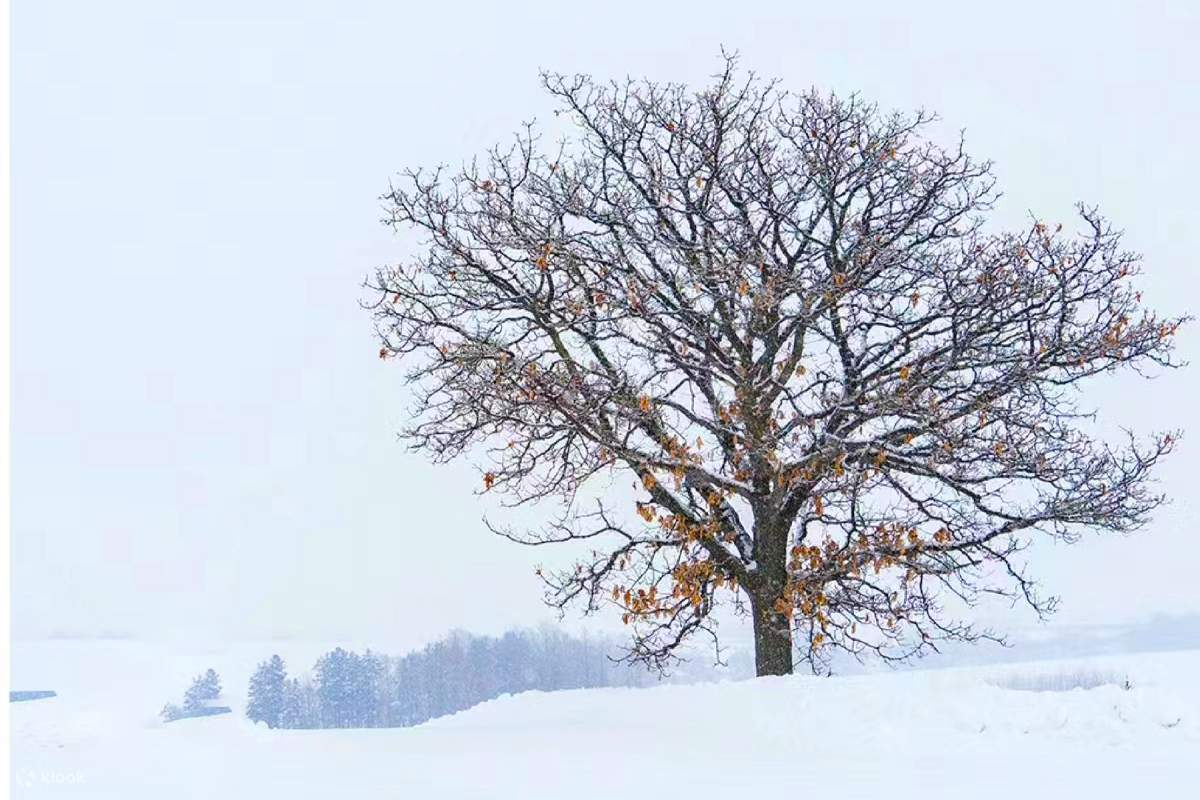 [Hokkaido Summer Hot Spots] Patchwork Road Seven Star Tree & Shikisai ...