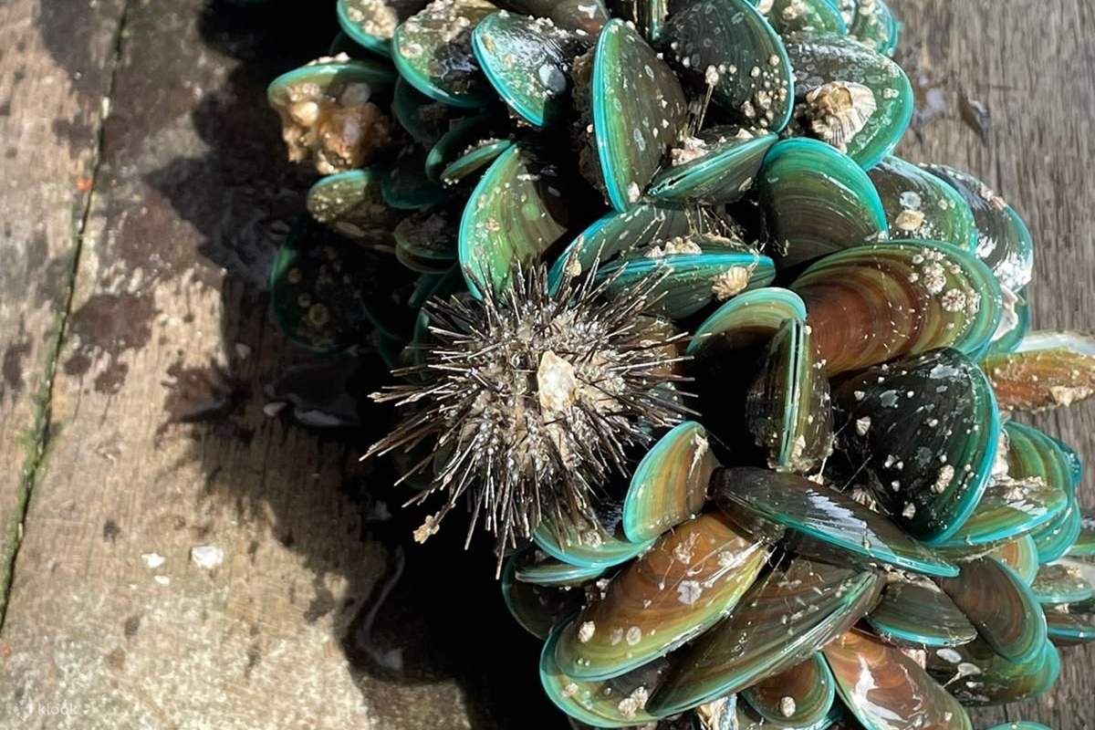 Singapore Kelong Visit Tour with Mussel Harvesting & Fish Feeding ...