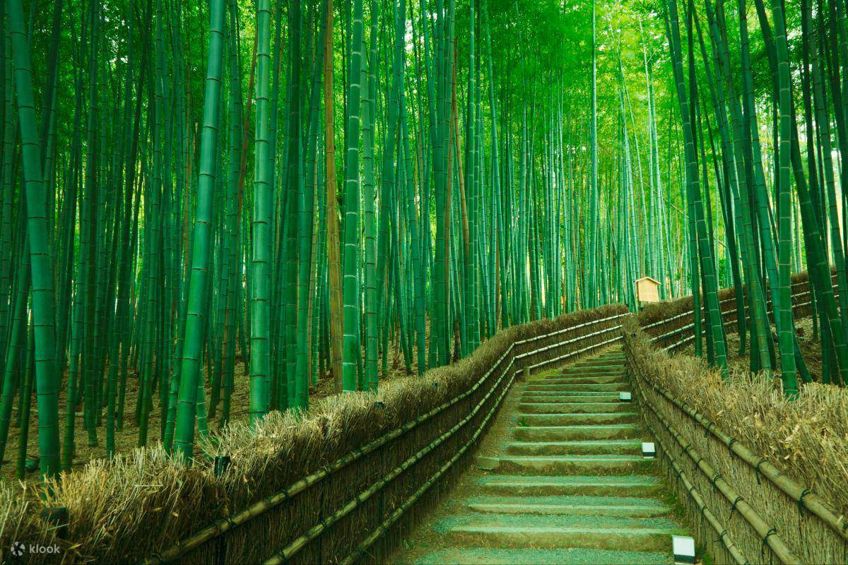 Tour di un giorno al santuario di Kyoto Uji e Fushimi Inari e alla ...
