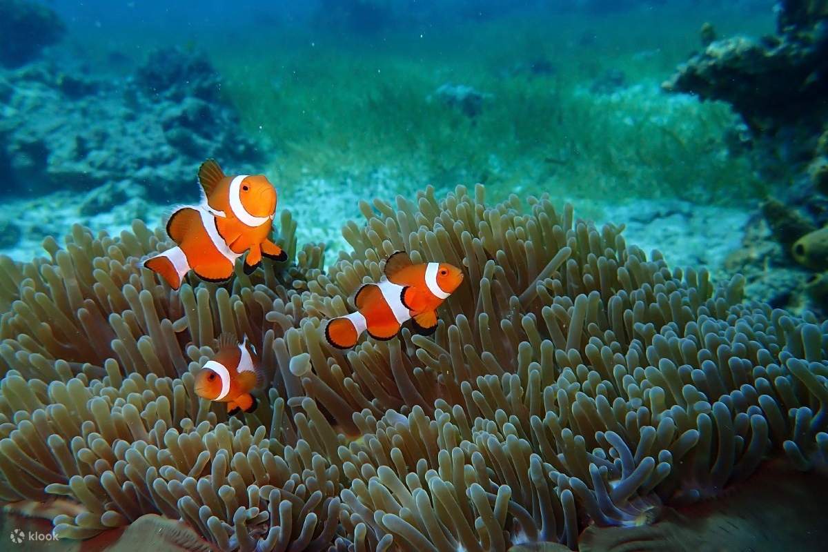 3-Island Hopping Day Tour with Lunch on Cebu Island - Klook Philippines