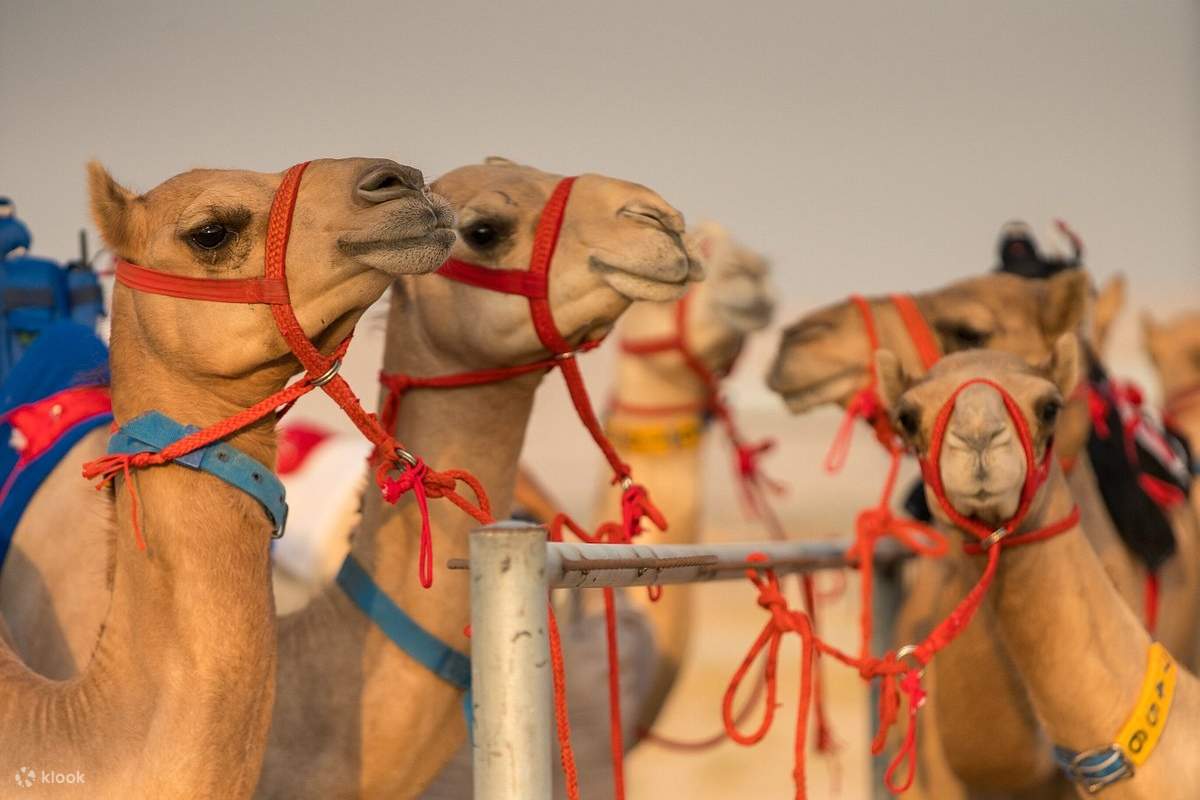 Dubai Royal Camel Racing Experience in Dubai - Klook