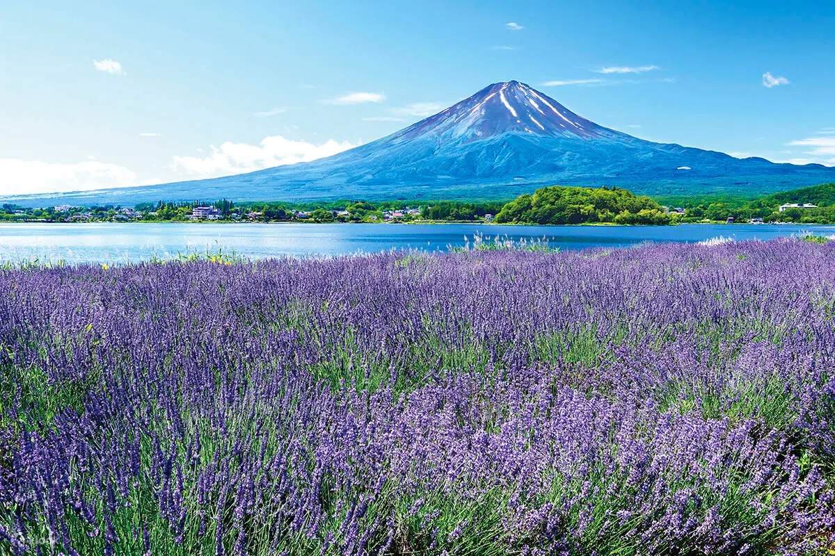 Tour di un giorno del Parco del Monte Fuji Oishi x Oshino Hakkai x ...