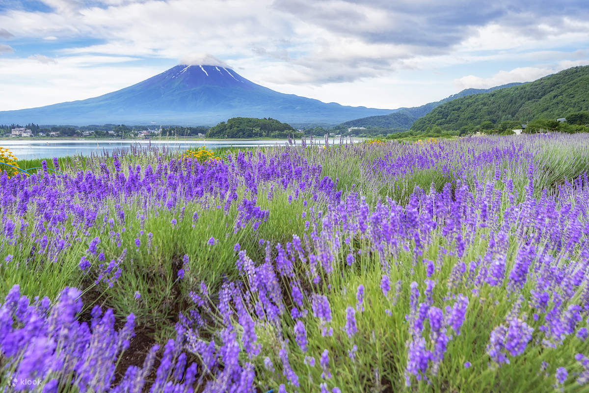 Mount Fuji Arakurayama Park Oshino Hakkai Kawaguchiko Bus Tour from ...