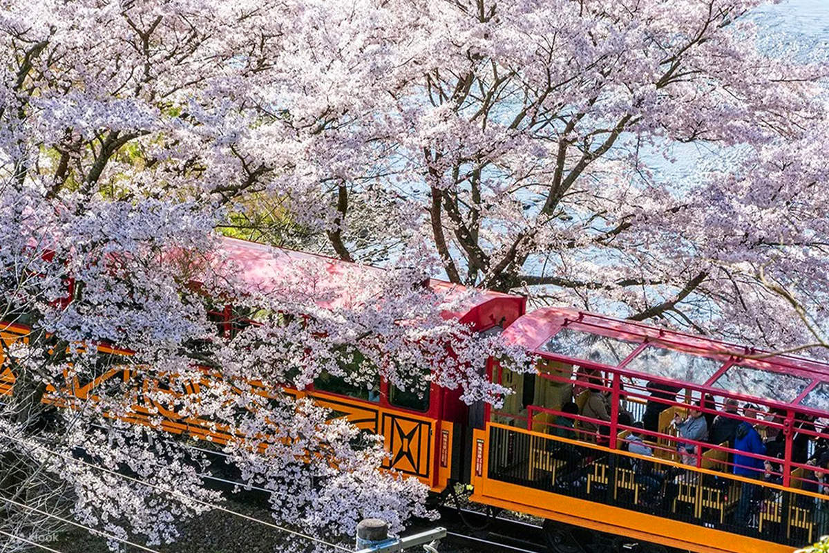 Kyoto Kinkaku-ji Temple & Spring Cherry Blossom Illumination Arashiyama ...
