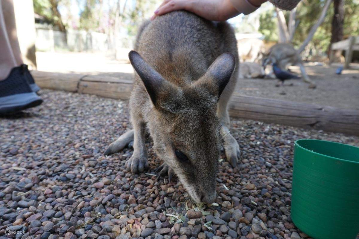 All-Inclusive Blue Mountains Tour dari Sydney - Klook Amerika Syarikat